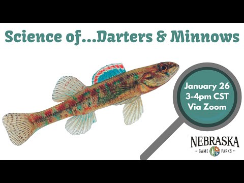 Science of...Darters & Minnows