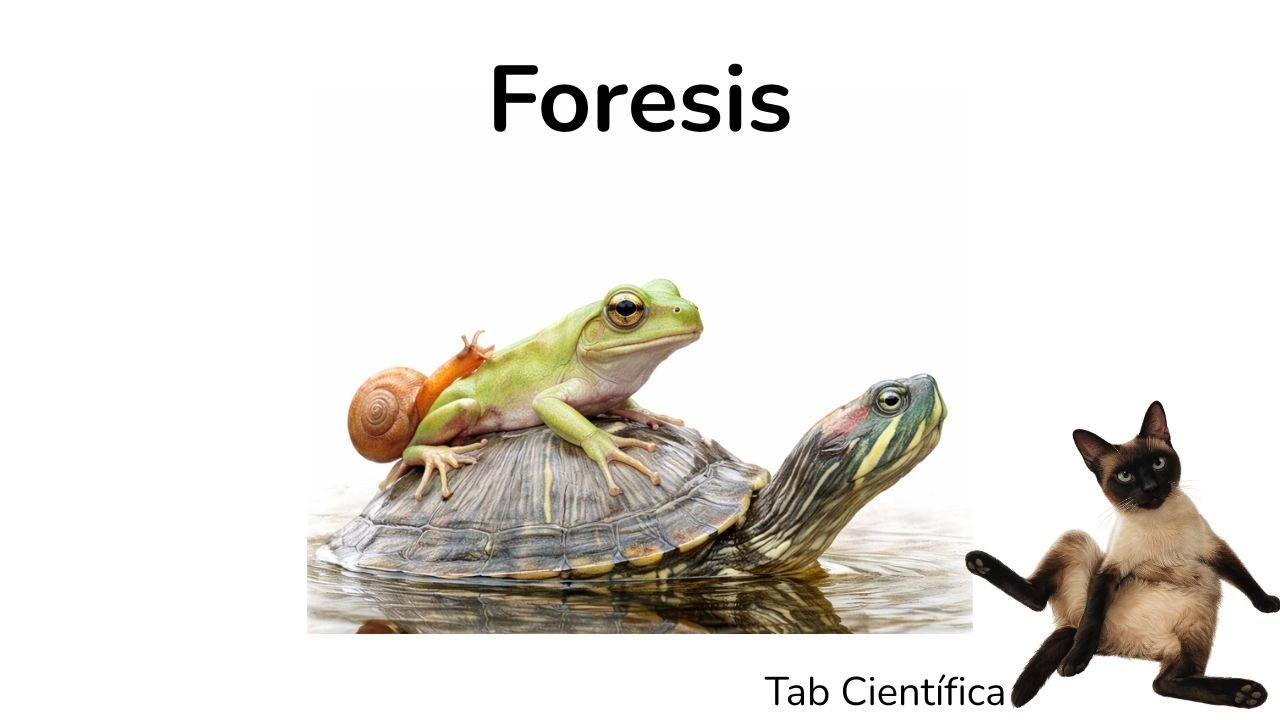 ¿Qué es la Foresis?