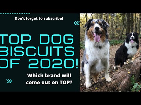 Top Dog Food Reviews of 2020!
