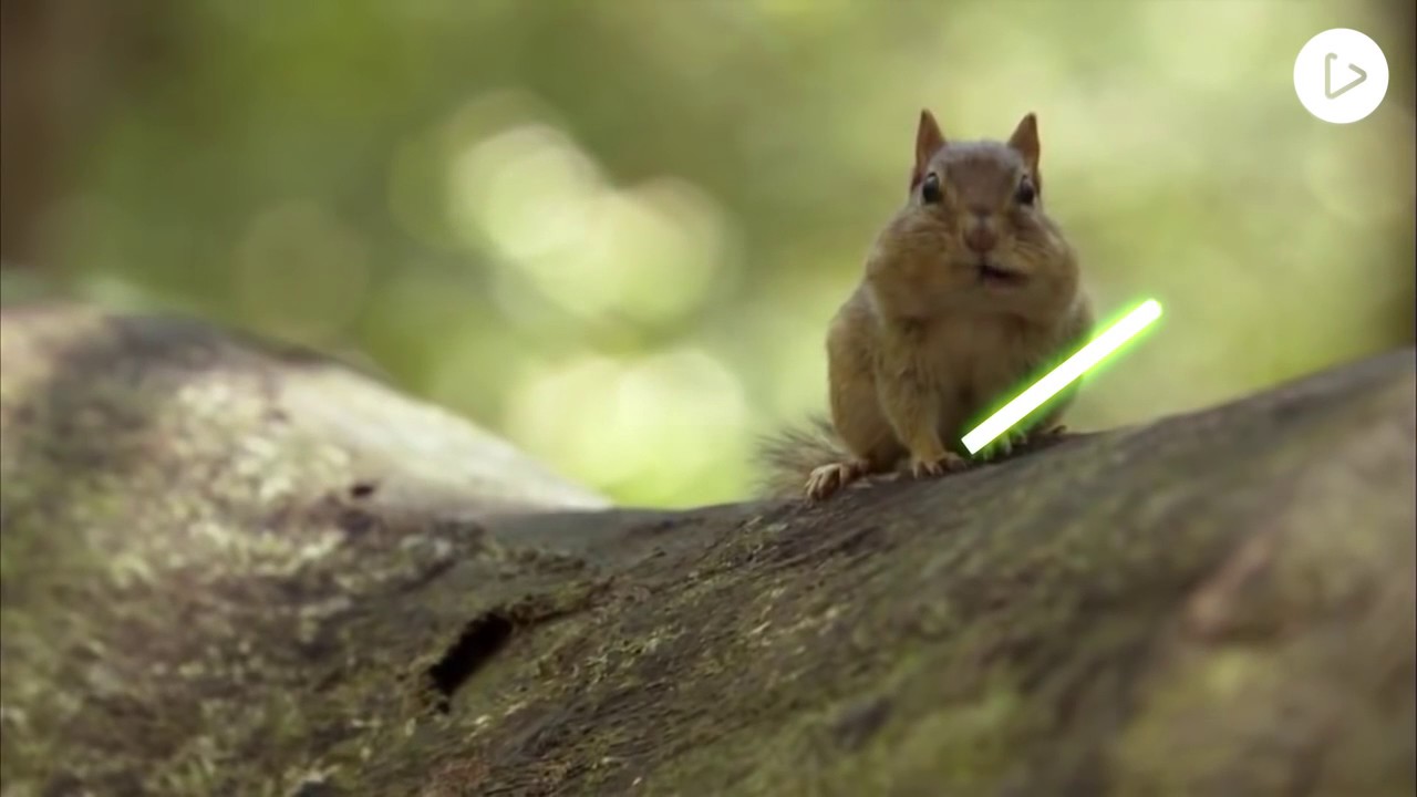 JEDI CHIPMUNKS LIGHTSABER BATTLE