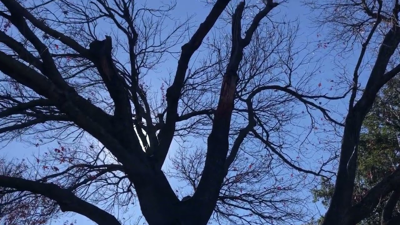 Improper Pruning of Red Oak