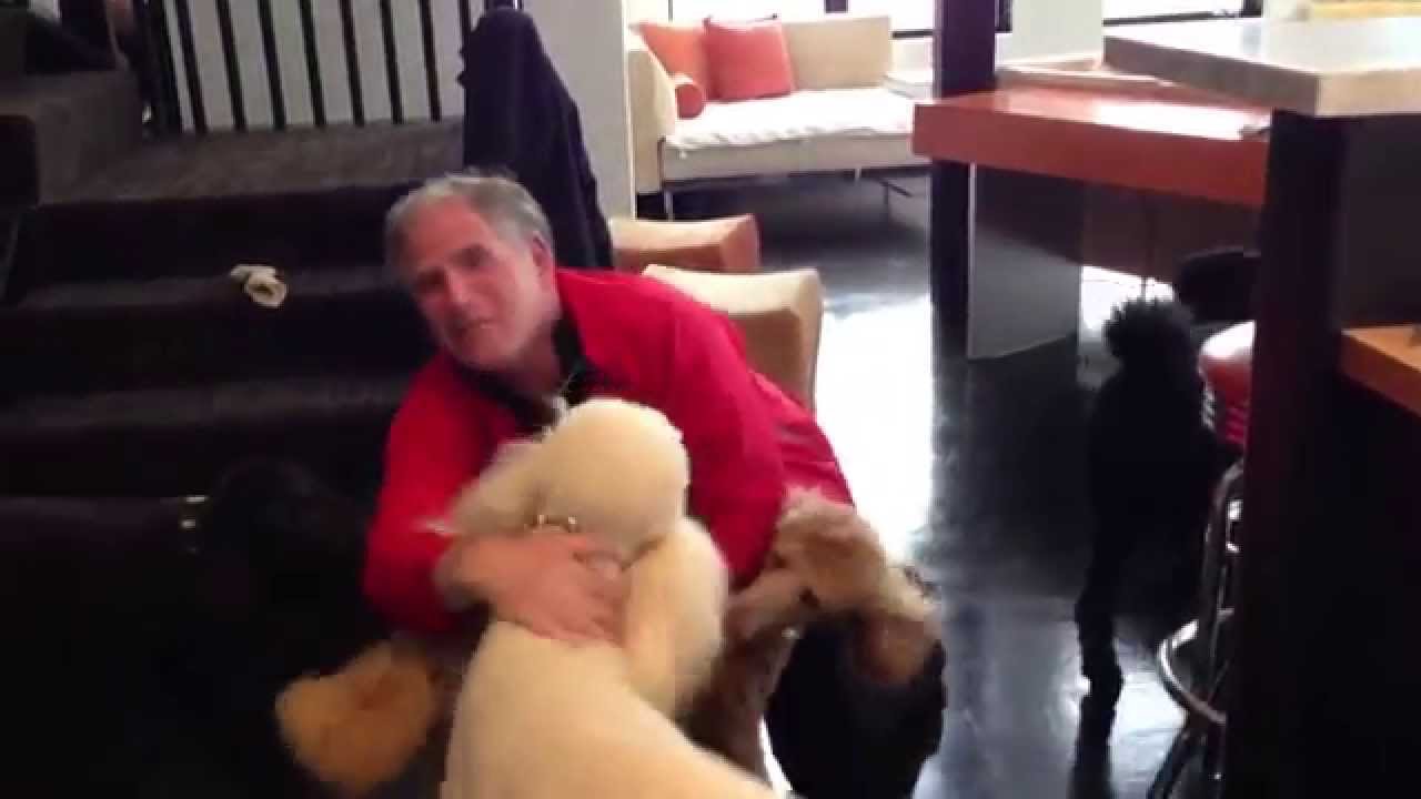 The Pocket Man Receives A Big Poodle Welcome From The Ladies