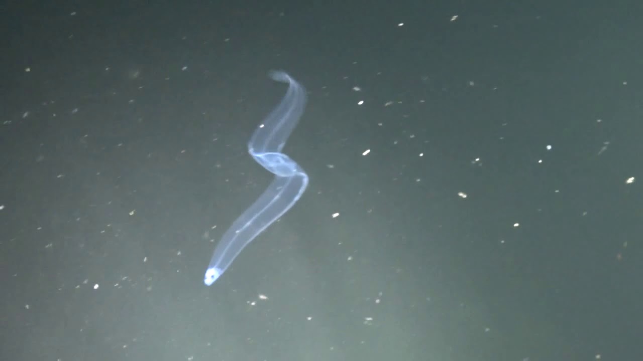 붕장어 Conger myriaster     マアナゴ  ( Leptocephalus )