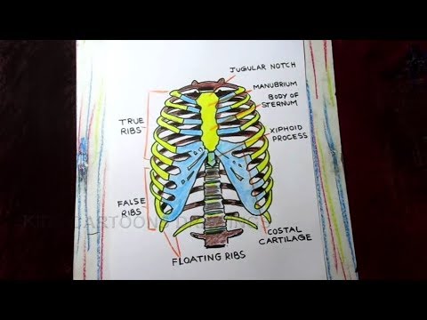 How to Draw Human Rib Cage / Human Thoracic Cage Anatomy Drawing for ...