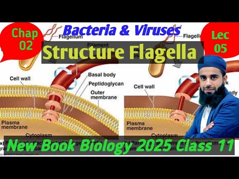 Structure of Flagella|New Book Biology|Class 11|Chapter 2 Bacteria & virus|Hadi Biology 24