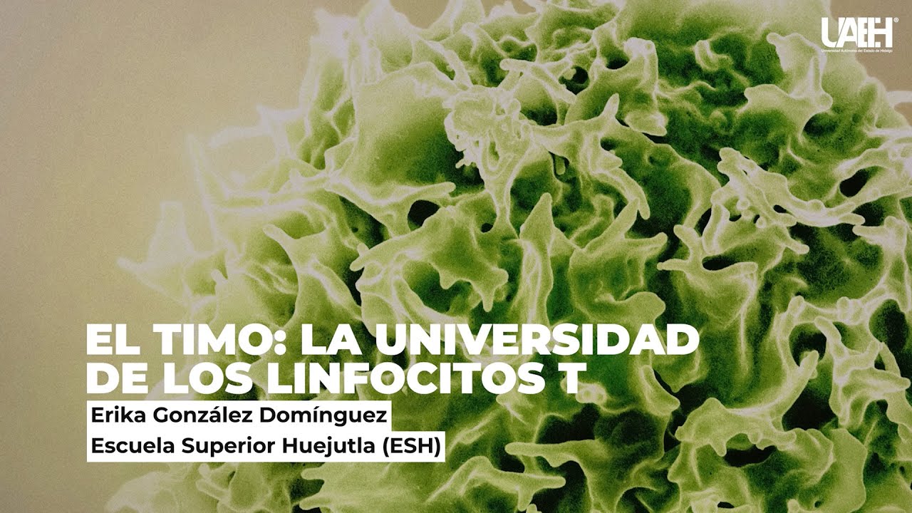El timo  la universidad de los linfocitos T
