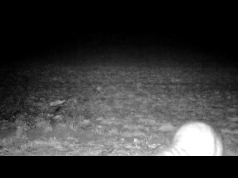 Rascal fats | Natural History