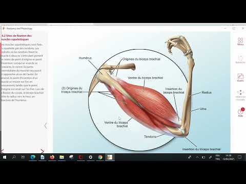 LE MUSCLE SQUELETTIQUE (La Relation Muscle Rouge & Squelette)