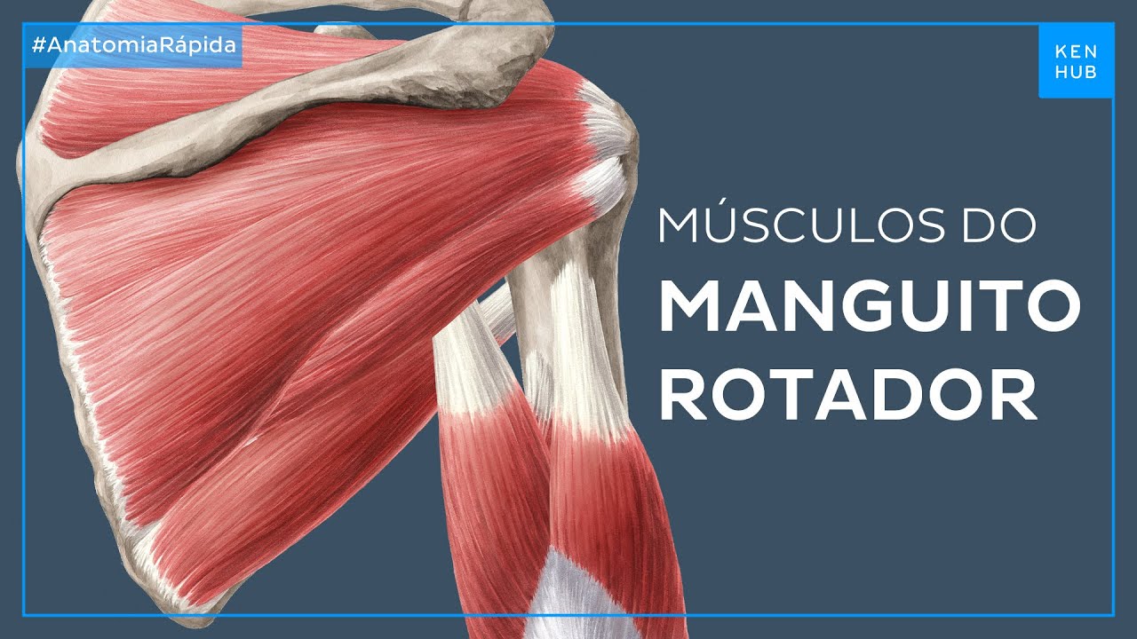 Músculos do manguito rotador em menos de 3 minutos: Anatomia e funções - Anatomia Fácil | Kenhub