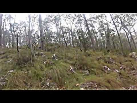 First Fallow deer Buck, Filmed with a Go Pro!