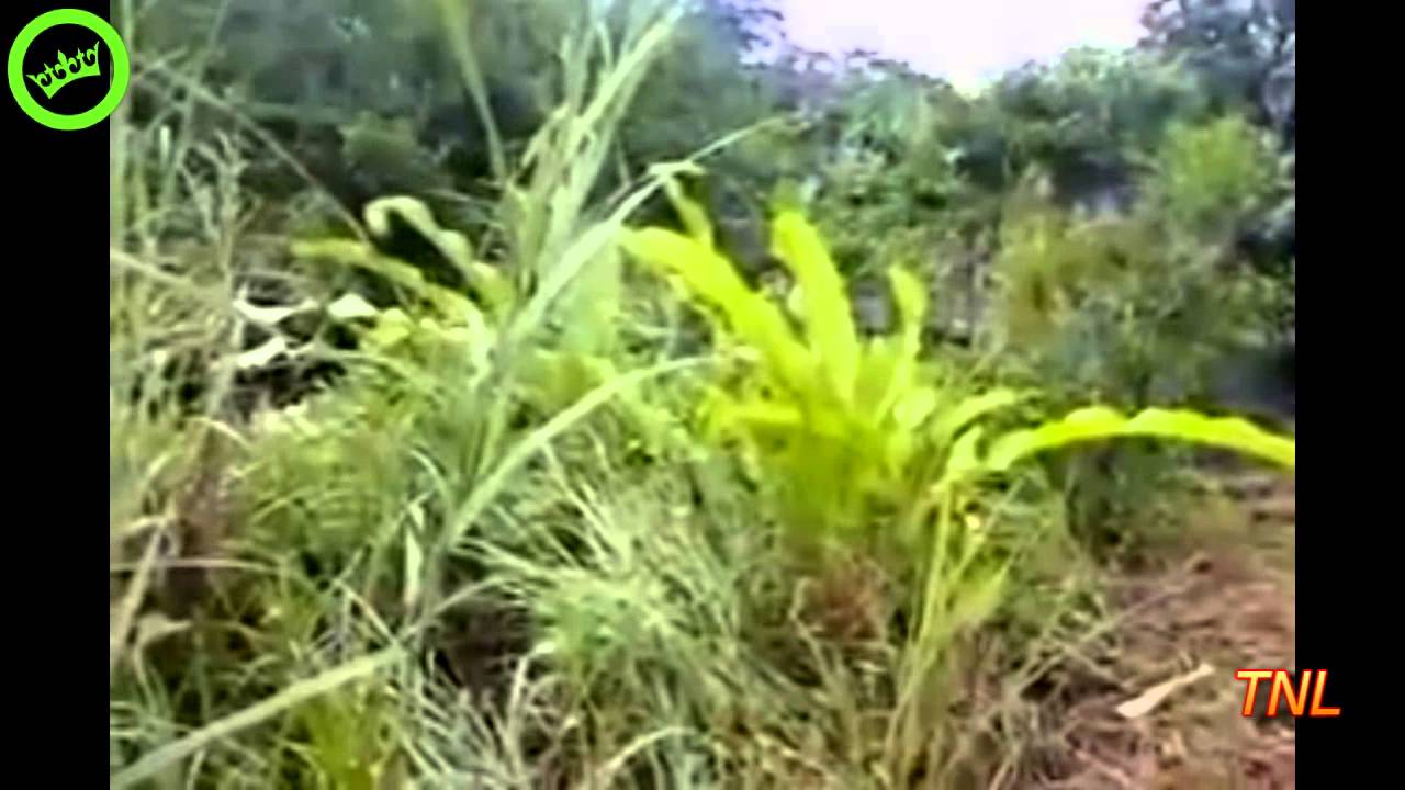 Fail Compilation Oktober 2012 || TNL