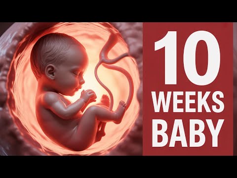 10 Weeks Pregnant Baby Development β Baby Movement and Size