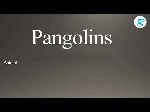 How to pronounce Pangolins