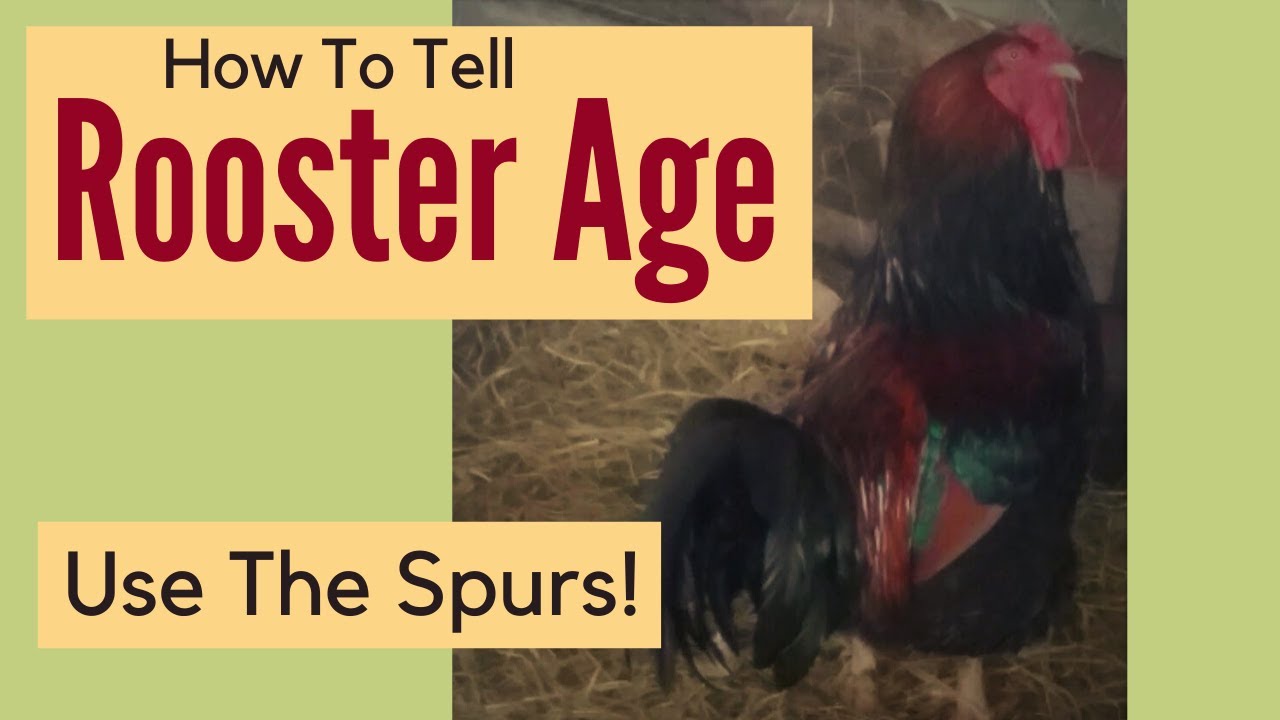 Spurs On A Rooster: How To Tell The Age Of A Rooster By Looking At The Spurs!