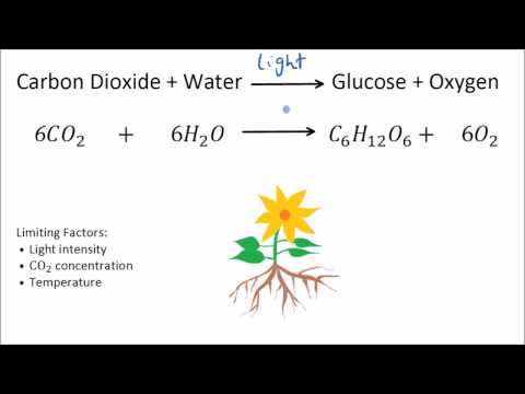 Rate of Photosynthesis - Limiting Factors | GCSE Science | Biology | Get To Know Science
