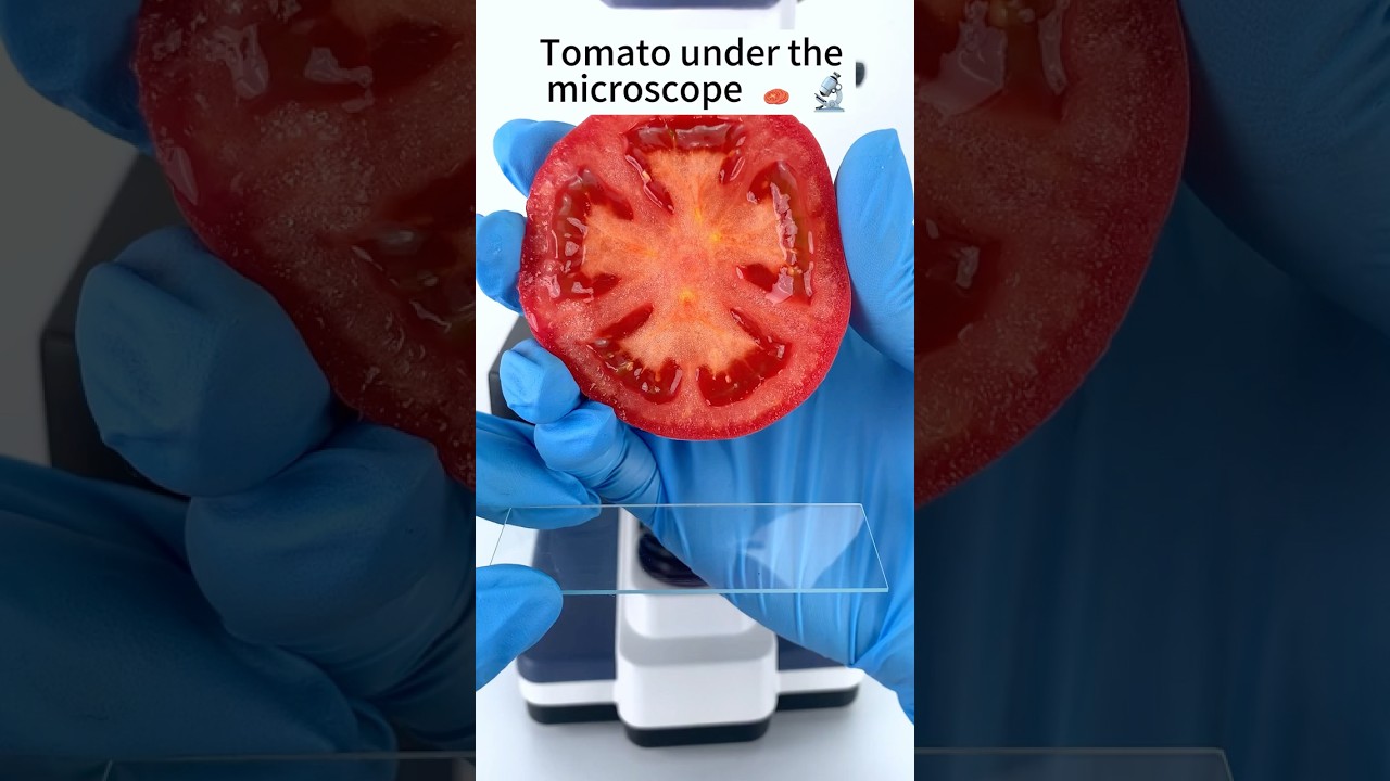Tomato A Hidden World Under the Microscope – Bacteria Close-Up #microscope #science