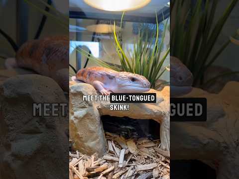 Blue-Tongue Skink: The Colorful Lizard with a Surprising Defense #facts #animals #skink