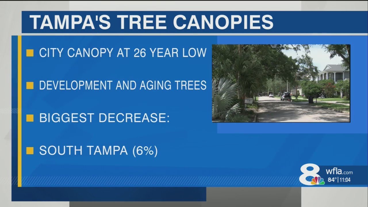 Tampa’s tree canopy at 26-year low, report finds
