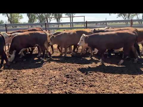 Hancock Pastoral (QLD) - 80