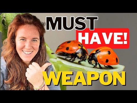 How To Attract Lady Bugs 🐞