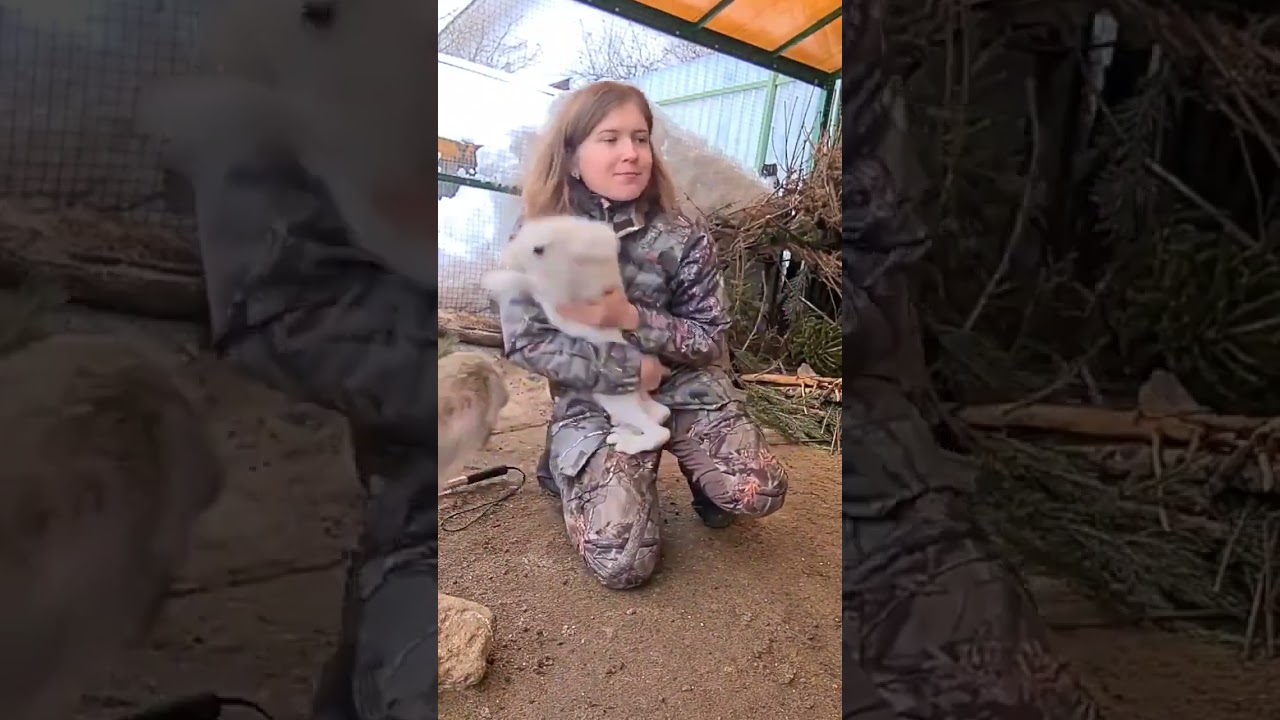 A hare protects his female by attacking a human. #shorts
