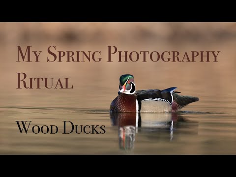 Photographing Waterfowl Wood Ducks