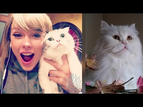 Celebrities who are Obsessed with Cats ! | Famous Hollywood celebrities and their Adorable Cats