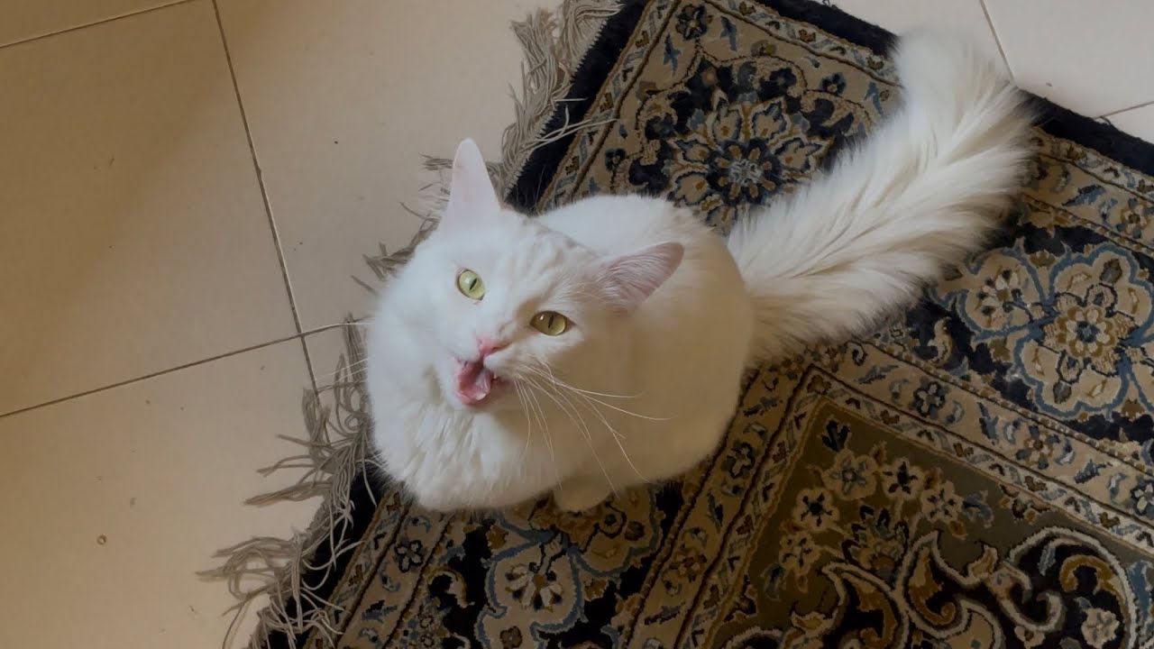 Fluffy White Cat Meowing For Attention
