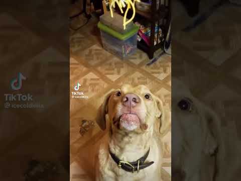 dog eating shredded cheese