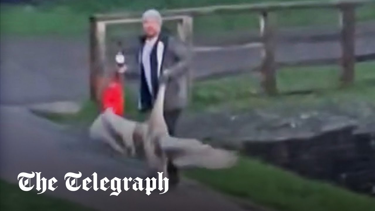 Man caught on camera dragging swan by its neck