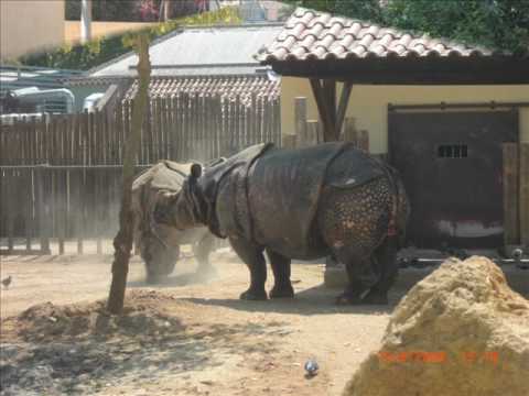 Jardim zoologico/ Ocenario
