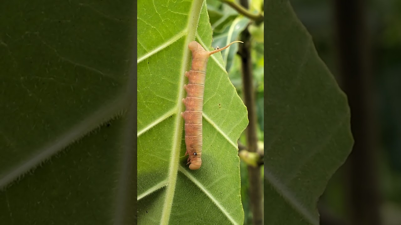 Daphnis Moorei Caterpillar, On a Leichhardt Tree, Nauclea Orientalis. Cairns Australia.