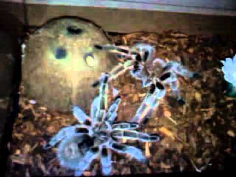 Rose Hair Tarantula Mating Dance