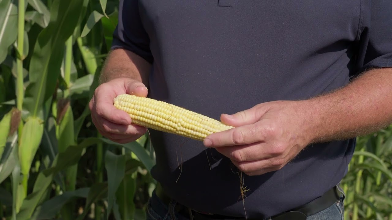 Sustainability | Your Corn Checkoff
