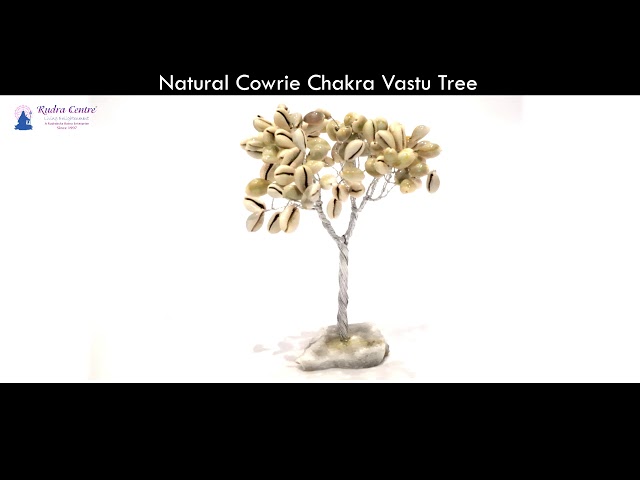 Natural Cowrie Chakra Vastu Tree - Rudraksha Ratna