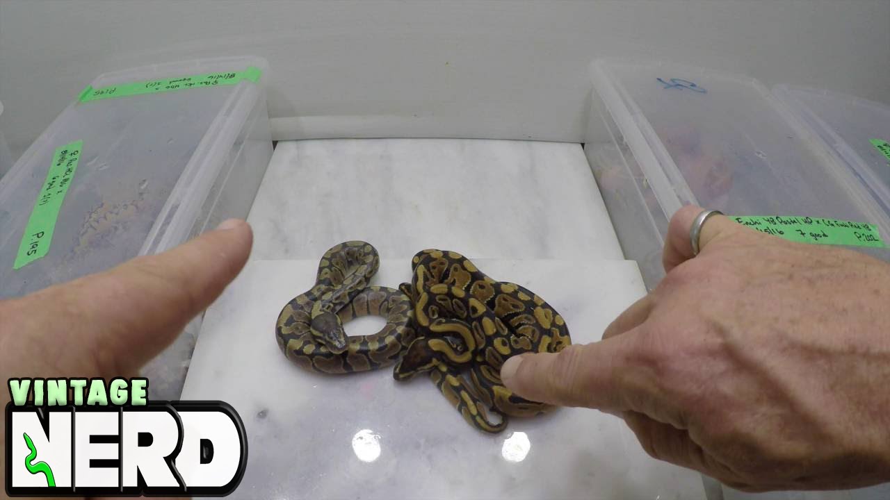 Recessive Genes Explained in Pythons