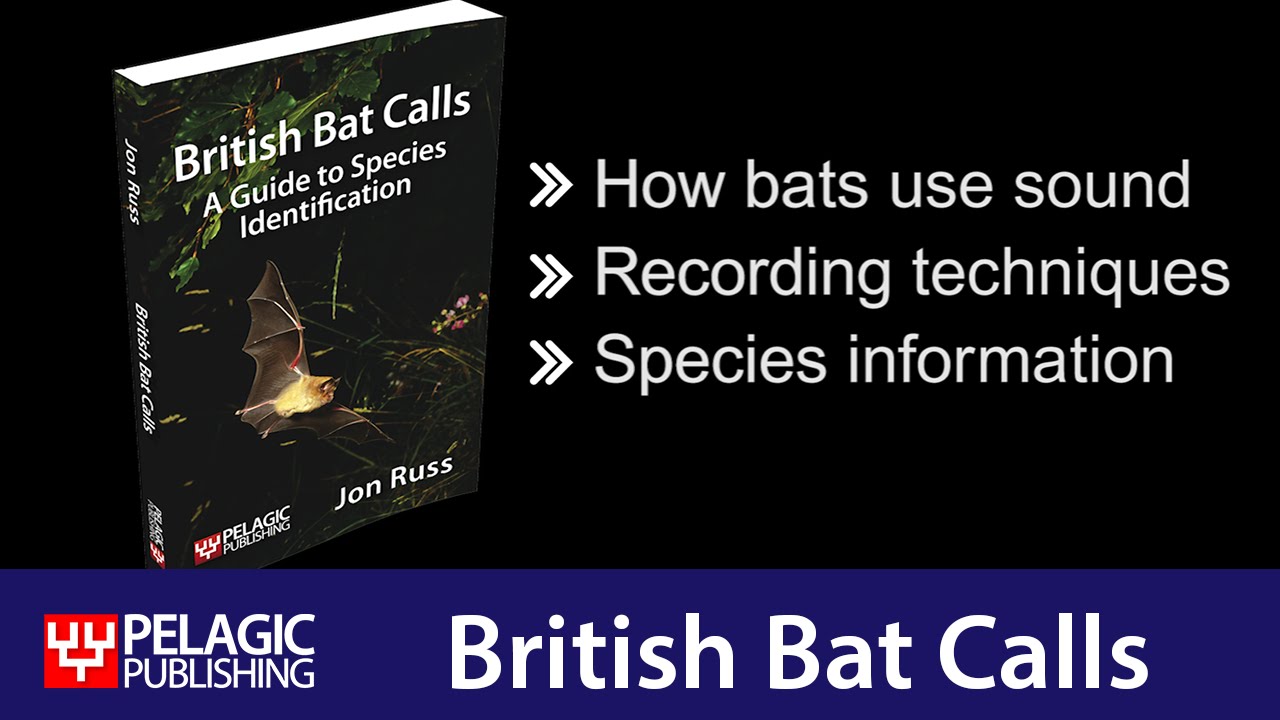 British Bat Calls: A Guide to Species Identification