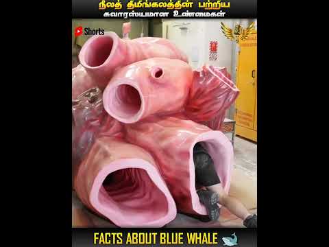 INTERESTING FACT ABOUT BLUE WHALE || IN TAMIL || MIC LA SOLLU