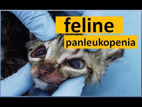 Feline panleukopenia, Distemper at Parvo ng Pusa – Hayop sa galing