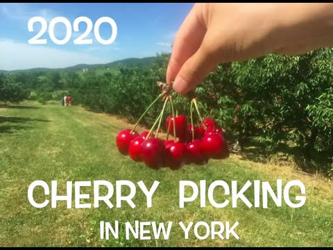 Cherry Picking at Prospect Hill Orchards, Milton, New York | 뉴욕 체리피킹