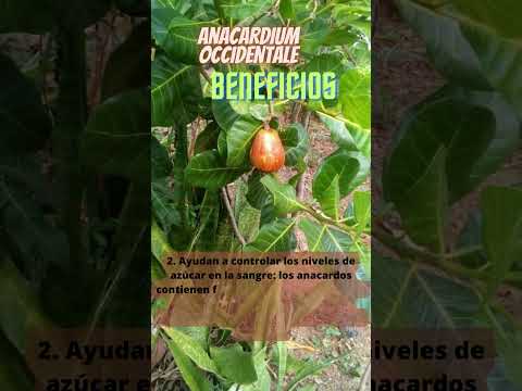 💥 Beneficios del Anacardo (Merey, Marañón, Castaña de Cajú)