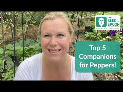 Top 5 Pepper Companion Plants to Help Repel Pests & Improve Flavor ...