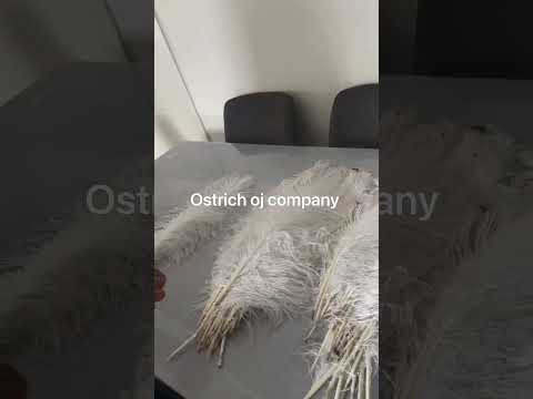 ostrich oj company wholesaler ostrich feathers