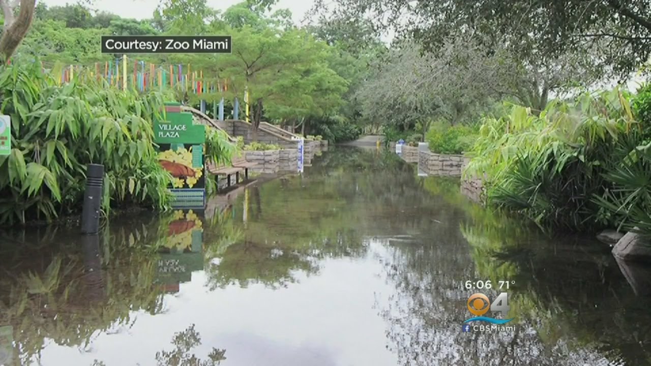 Zoo Miami Closed Due To Rain Induced Flooding