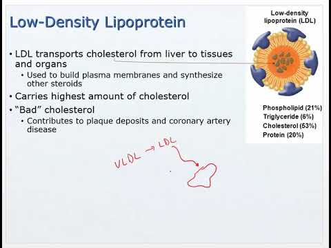 Chapter 23 Video Hyperlipidemia