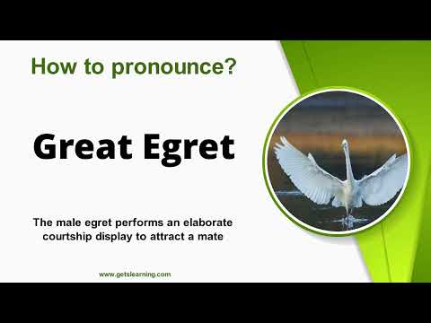 How to Say Great Egret (Birds) in American Accent