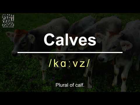How to pronounce the word "Calves"