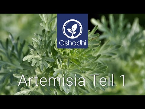 Artemisia Teil 1 | Oshadhi Pflanzenporträt von Dr. Malte Hozzel