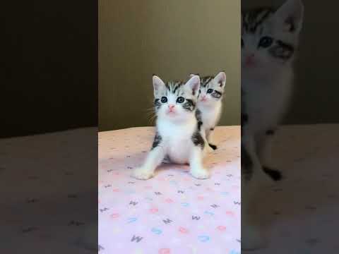 Funniest Cats