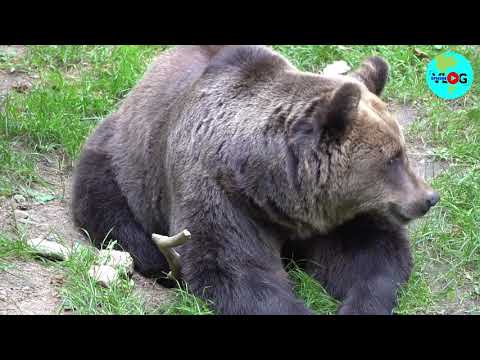 Diff. types of Bears around the World | American & Asian Black Bear,Brown & Polar Bear, Giant Panda